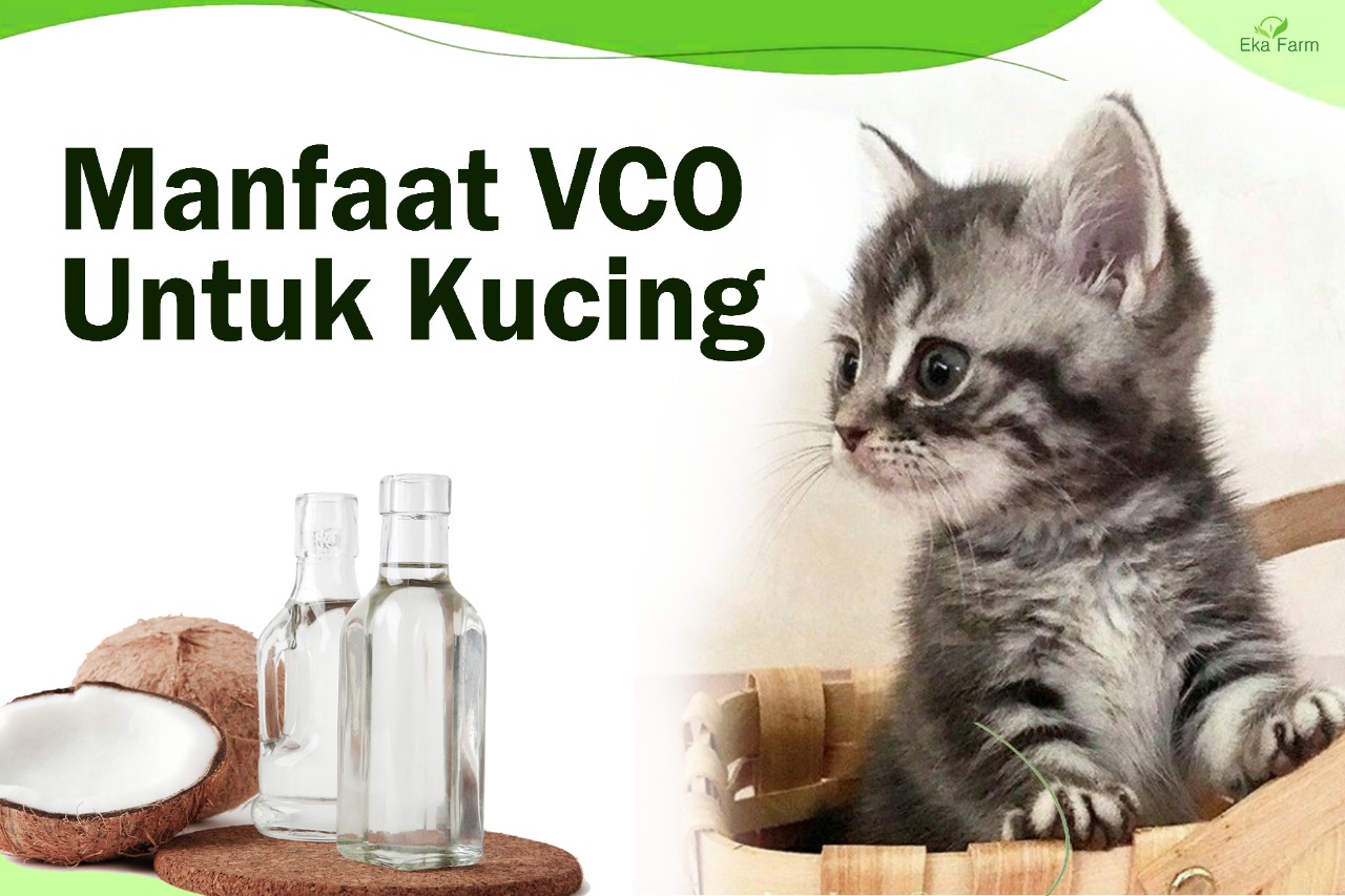 Manfaat VCO Untuk Kucing Dan Cara Penggunaannya - Eka Farm